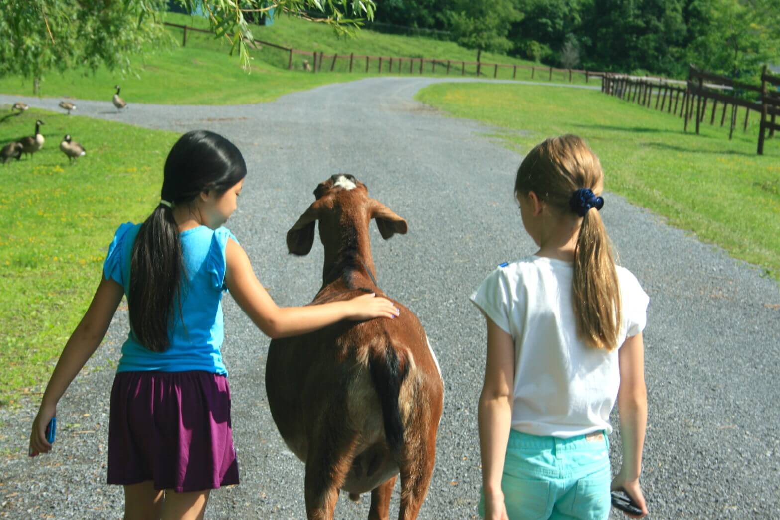 Love Animals? | Catskill Animal Sanctuary