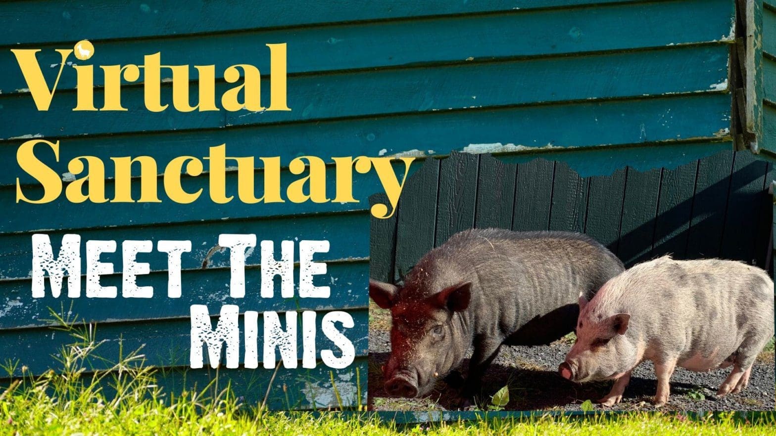 LIVE Virtual Sanctuary 2: Meet The “Minis” With Tours Manager Kaden ...