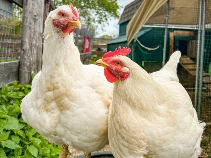 Catskill Animal Sanctuary