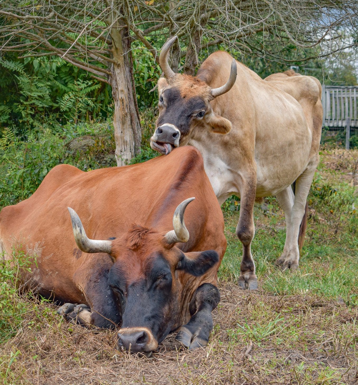 Honoring Dozer, A Beacon of True Friendship - Catskill Animal Sanctuary