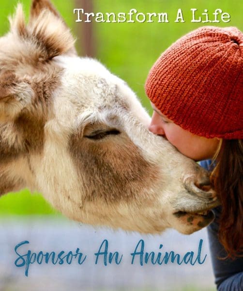 Catskill Animal Sanctuary – Animal Rescue