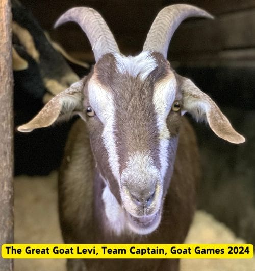 The 5th Annual Goat Games Are Here! – Catskill Animal Sanctuary